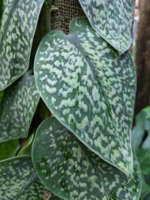 Scindapsus Snake Scale (In 2×3″ Deep Pot) – Kens Philodendrons