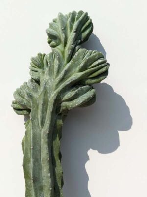 Stunning Blue Crest Cactus (myrtillocactus geometrizans cristata ...