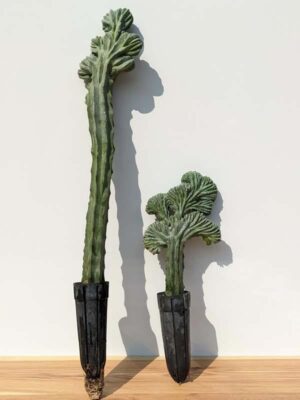 Stunning Blue Crest Cactus (myrtillocactus geometrizans cristata ...