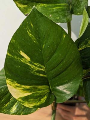 HUGE Iconic Hawaiian Gold Queen Pothos Plant (epipremnum aureum ...