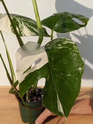 XL Anthurium Cubense Variegata Plant in 6” pot – Kens Philodendrons