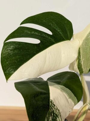 XL Anthurium Cubense Variegata Plant in 6” pot – Kens Philodendrons