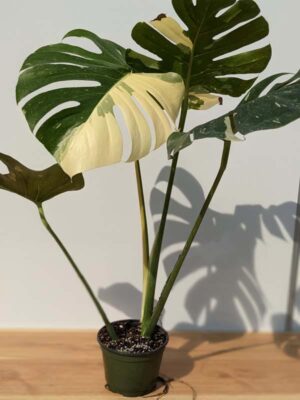 XL Anthurium Cubense Variegata Plant in 6” pot – Kens Philodendrons