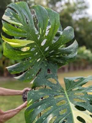 HUGE Monstera Deliciosa Albo Variegata Large Form (Excellent ...