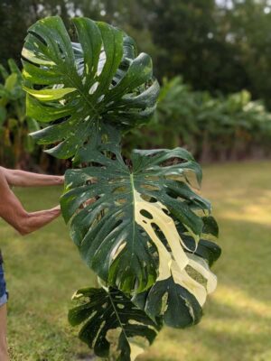 HUGE Monstera Deliciosa Albo Variegata Large Form (Excellent ...