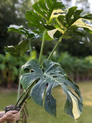 HUGE Monstera Deliciosa Albo Variegata Large Form (Excellent ...