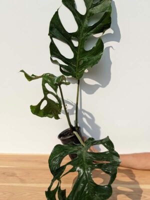 Very Rare, Monstera Punctulata in 4″ Round (Actual Plant Last Pics ...