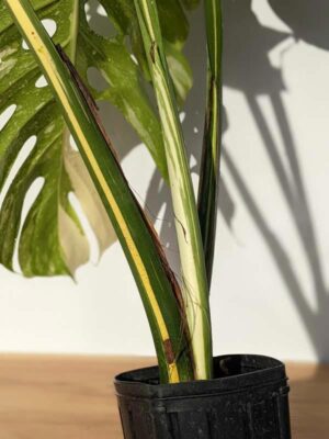Very Limited 1-3 Per Year! Lg. Monstera Deliciosa Cosmos Variegata ...