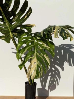 Very Limited 1-3 Per Year! Lg. Monstera Deliciosa Cosmos Variegata ...