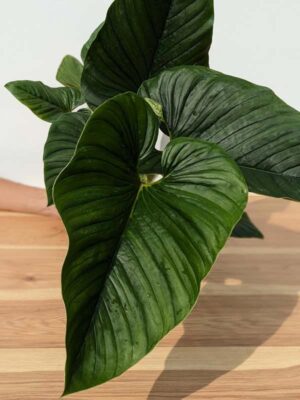 XL Philodendron Serpens Plant (Mature Actual Plant First 4 Pics) – Kens ...