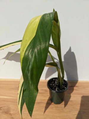 Epipremnum Amplissimum Aurea Variegata (Actual Plant First Pics) – Kens ...