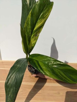 Epipremnum Amplissimum Aurea Variegata (Actual Plant First Pics) – Kens ...