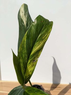 Epipremnum Amplissimum Aurea Variegata (Actual Plant First Pics) – Kens ...