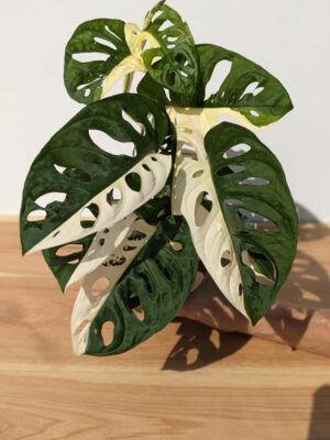 All Monstera – Kens Philodendrons