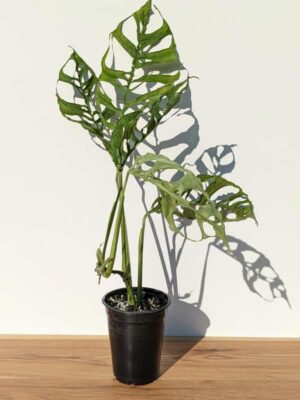 Lg Monstera Obliqua (peru form) (Mature Actual Plant First 5 Pics ...