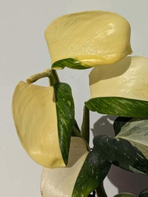 Super White Monstera Standleyana Albo Variegata (COBRA) (Actual Plant ...