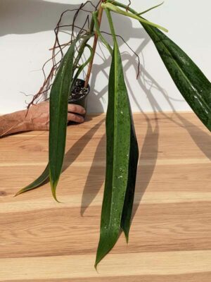 Philodendron Alternans Plant in 2″ pot – Kens Philodendrons