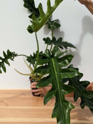 Lg Philodendron Bob Cee Plant in 4” pot (Actual Plant First Photos ...