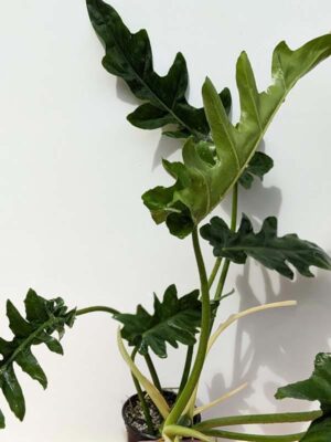 Lg Philodendron Bob Cee Plant in 4” pot (Actual Plant First Photos ...