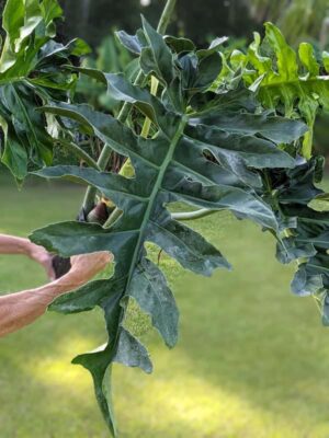 XL Philodendron Bob Cee Plant (Actual Plant 4 First Photos) – Kens ...
