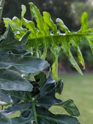 XL Philodendron Bob Cee Plant (Actual Plant 4 First Photos) – Kens ...