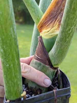 XL Philodendron Bob Cee Plant (Actual Plant 4 First Photos) – Kens ...