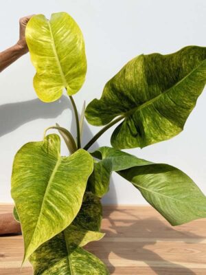 GIANT CLONE Philodendron Calkins Gold Plant in 9×4″ square (Actual ...