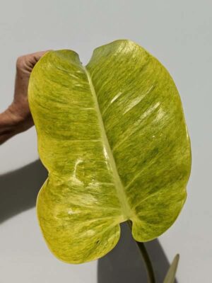 GIANT CLONE Philodendron Calkins Gold Plant in 9×4″ square (Actual ...
