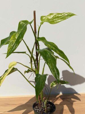 Rare Philodendron Domesticum Variegatum (Actual Plant First Photos ...