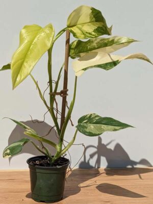 Rare Philodendron Domesticum Variegatum (Actual Plant First Photos ...