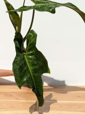 XL Philodendron Ecuadorian Canoe Leaf Plant (Actual Plant First Photos ...