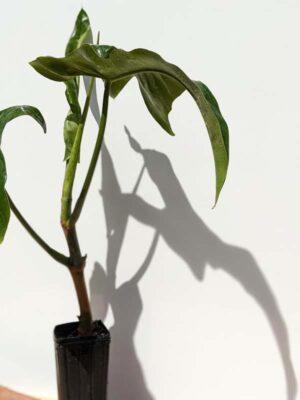 XL Philodendron Ecuadorian Canoe Leaf Plant (Actual Plant First Photos ...