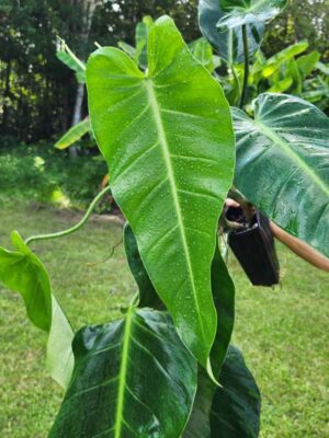 Philodendron Lancigerum (p. saggitifolium narrow form) Actual Plant ...