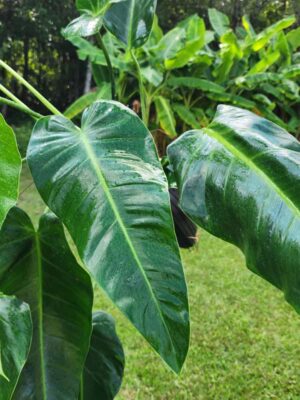Philodendron Lancigerum (p. saggitifolium narrow form) Actual Plant ...