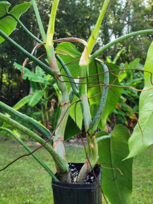 Philodendron Lancigerum (p. saggitifolium narrow form) Actual Plant ...