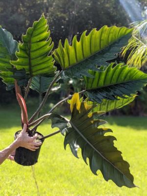 GETS HUGE Philodendron Pluto Plant in 4″ Round Pot – Kens Philodendrons