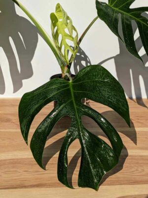 Lg. Monstera Deliciosa Sierrana (Actual Plant First Pics in 4″ Pot ...