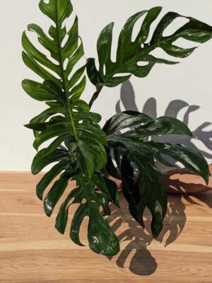 HUGE Monstera Dissecta Fairchild in 4″ pot (Actual Plant First Photos ...