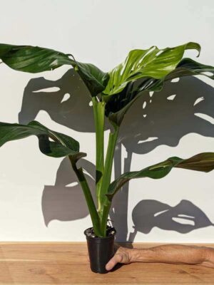 RARE Monstera Egregia Plant in 4″ Round Pot (Actual Plant First Pics ...