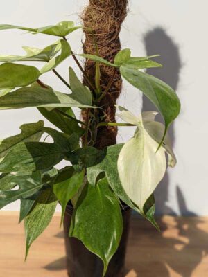 Lg Philodendron Florida Ghost SUPER WHITE Plant in 4″ pot (Actual Plant ...