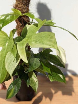 Lg Philodendron Florida Ghost SUPER WHITE Plant in 4″ pot (Actual Plant ...