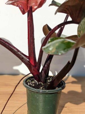 First Offering HUGE Philodendron Orange Princess in 4″ pot (Actual ...