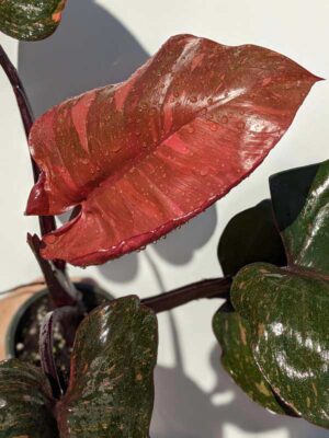 First Offering HUGE Philodendron Orange Princess in 4″ pot (Actual ...