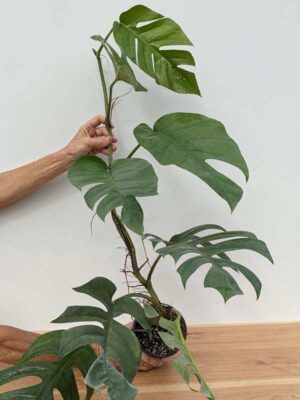 Mature Epipremnum Pinnatum Cebu Blue Plant in 4″ pot (Actual Plant ...