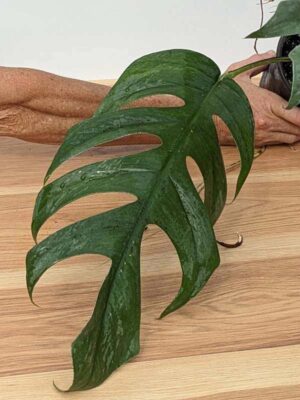 Mature Epipremnum Pinnatum Cebu Blue Plant in 4″ pot (Actual Plant ...