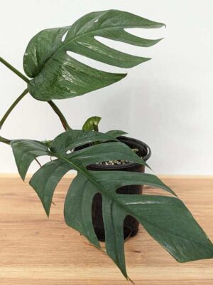Mature Epipremnum Pinnatum Cebu Blue Plant in 4″ pot (Actual Plant ...