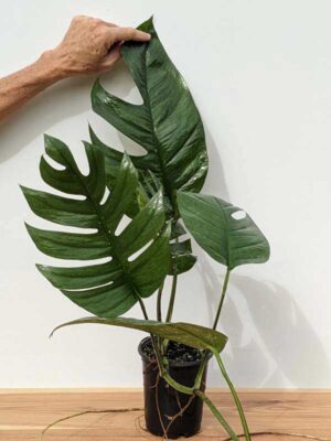 Mature Epipremnum Pinnatum Cebu Blue Plant in 4″ pot (Actual Plant ...