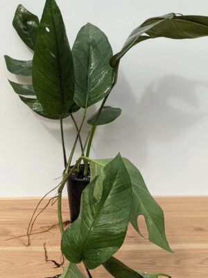 Mature Epipremnum Pinnatum Cebu Blue Plant in 4″ pot (Actual Plant ...