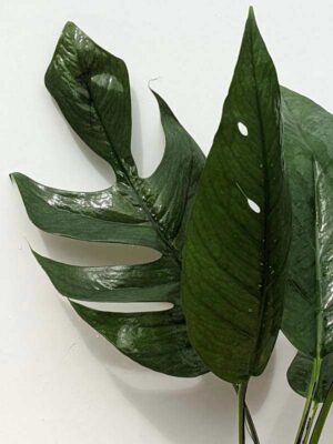 Mature Epipremnum Pinnatum Cebu Blue Plant in 4″ pot (Actual Plant ...