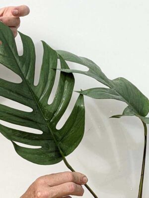 Mature Epipremnum Pinnatum Cebu Blue Plant in 4″ pot (Actual Plant ...
